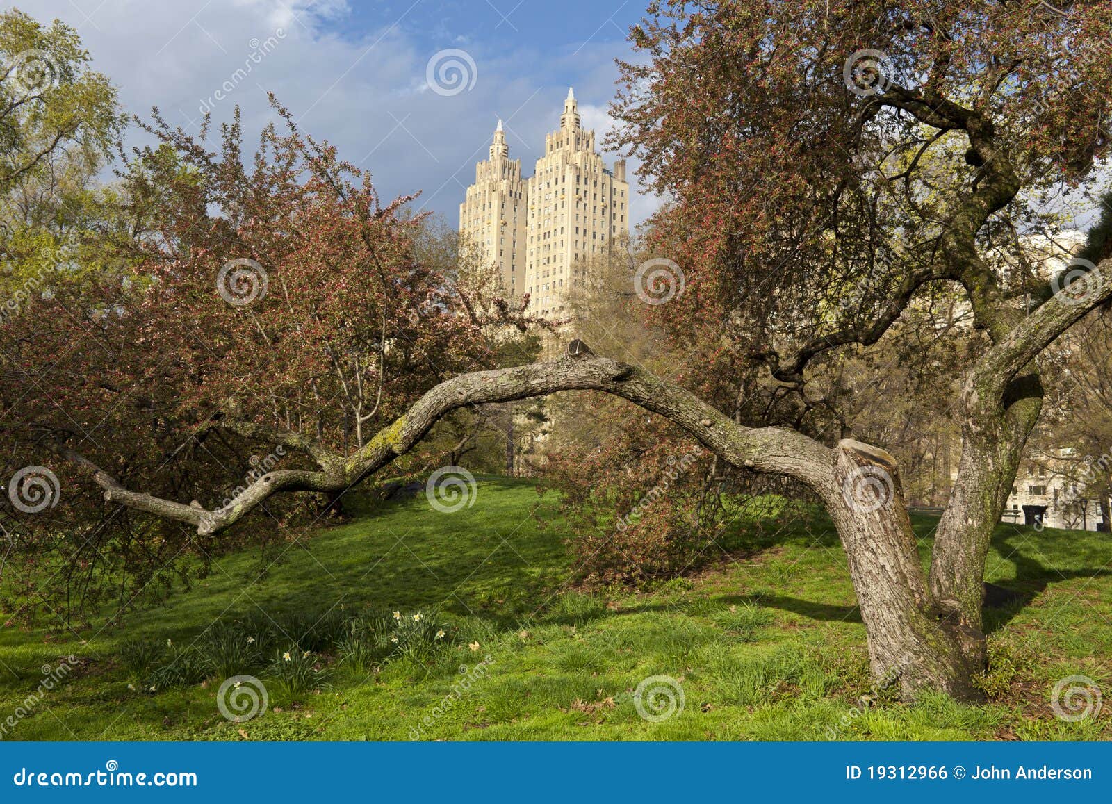 Spring in Central Park stock photo. Image of cherry, nature - 19312966