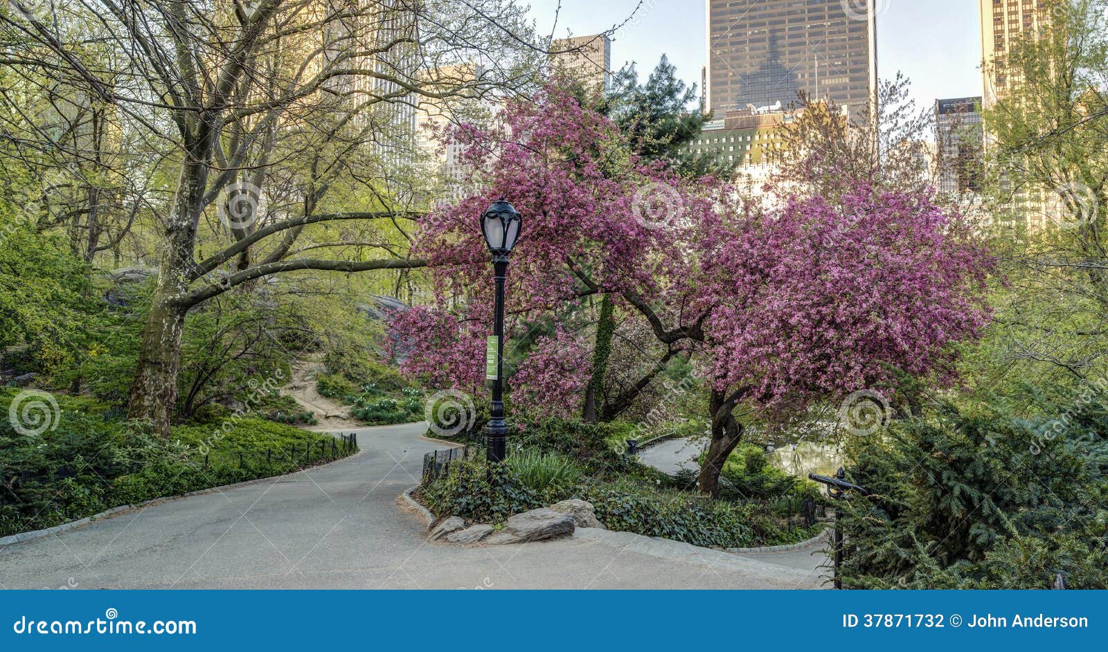 Spring in Central Park stock photo. Image of city, park - 37871732