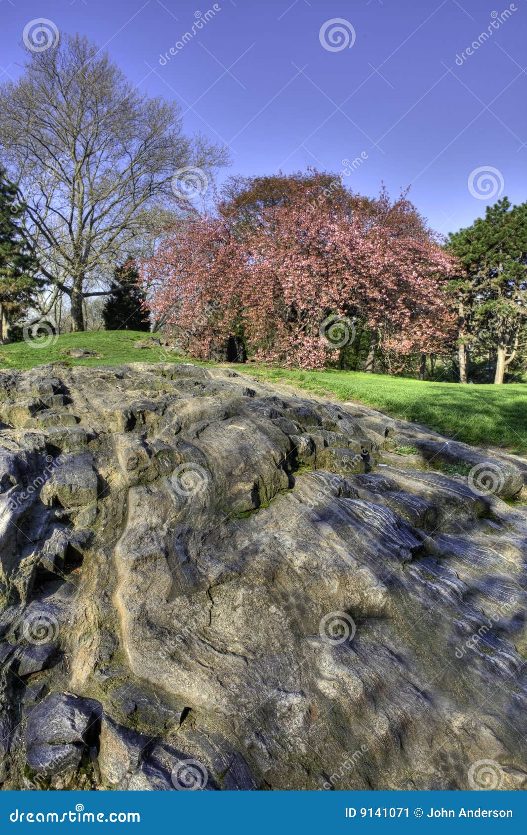 Spring in Central Park stock image. Image of park, life - 9141071