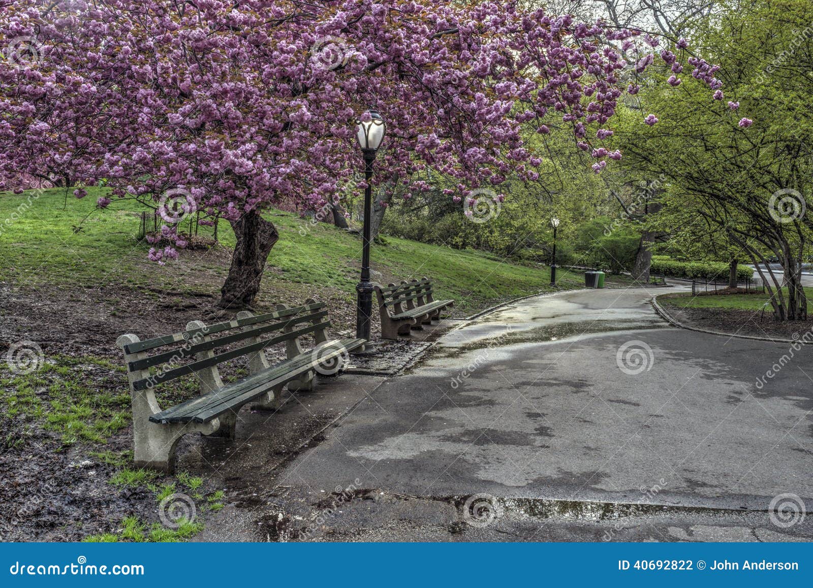 Spring in Central Park, New York City Stock Photo - Image of bench ...
