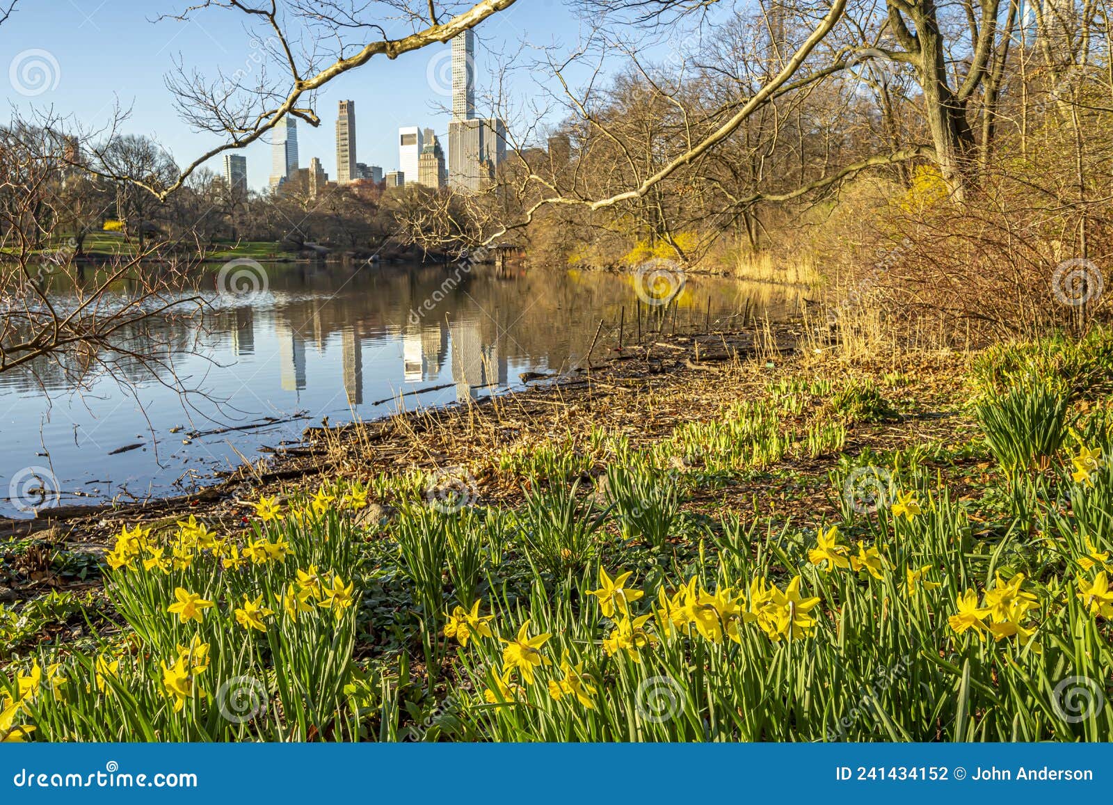 Central Park in spring stock photo. Image of plants - 241434152
