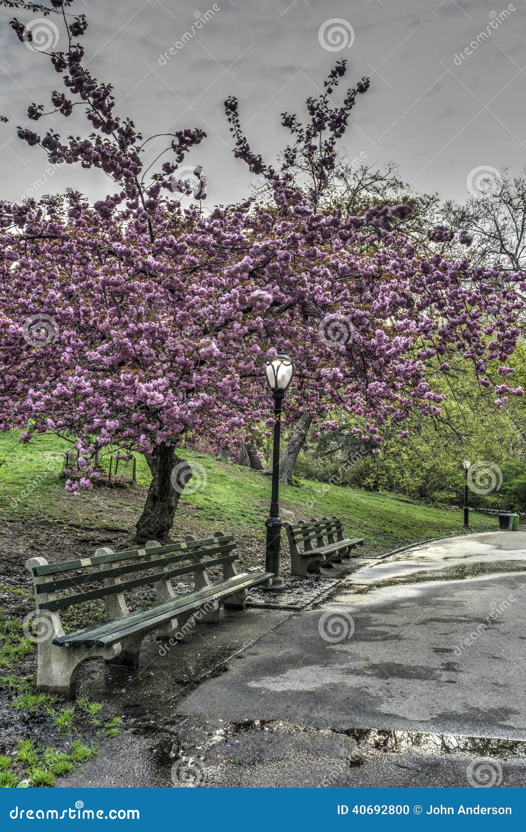 Spring in Central Park, New York City Stock Photo - Image of oriental ...
