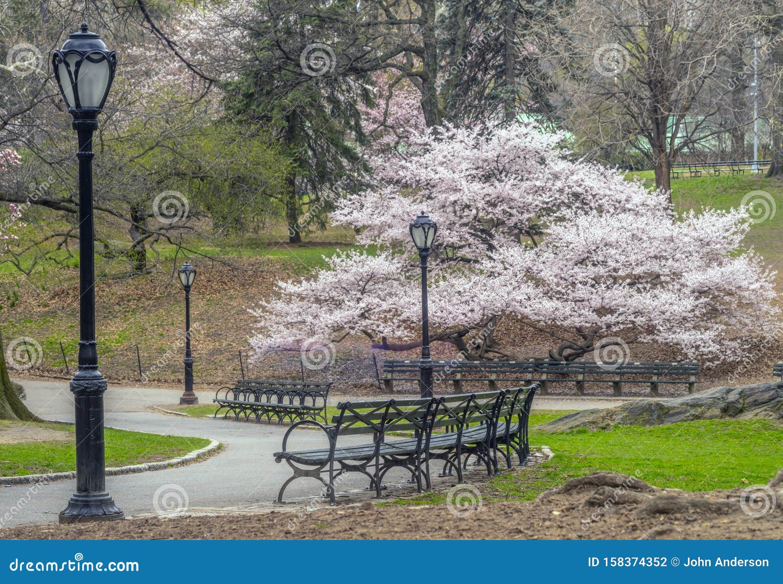 Central Park in spring stock photo. Image of sidewalk - 158374352