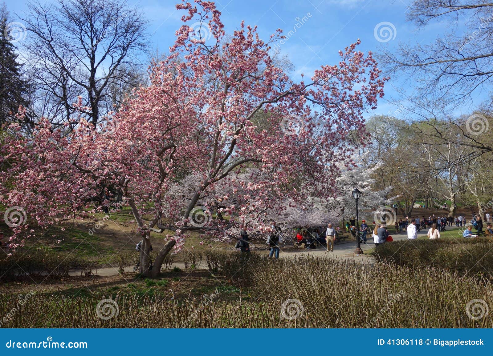 Spring in Central Park editorial stock photo. Image of york - 41306118