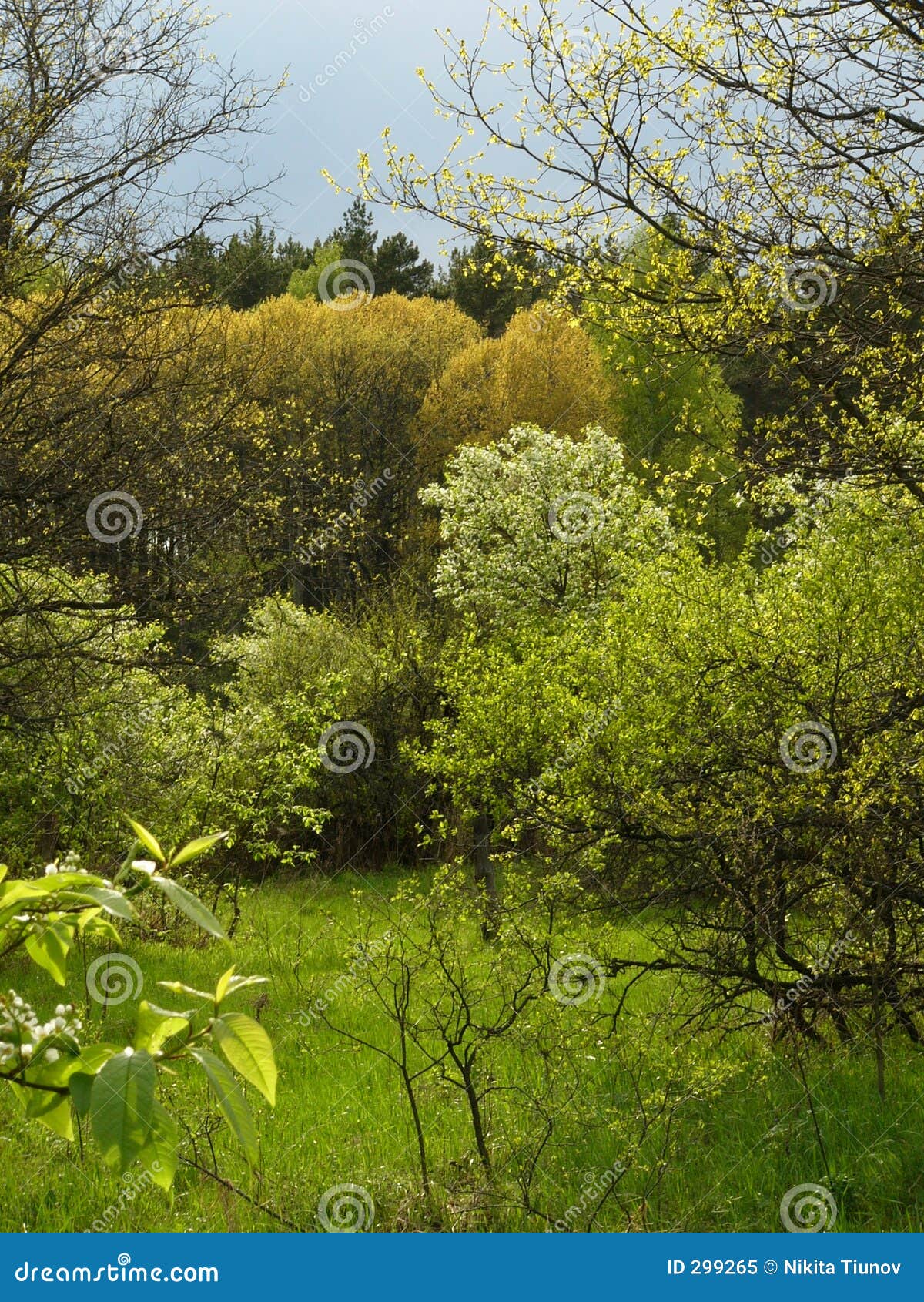 Spring in Central Russia stock image. Image of green, russia - 299265
