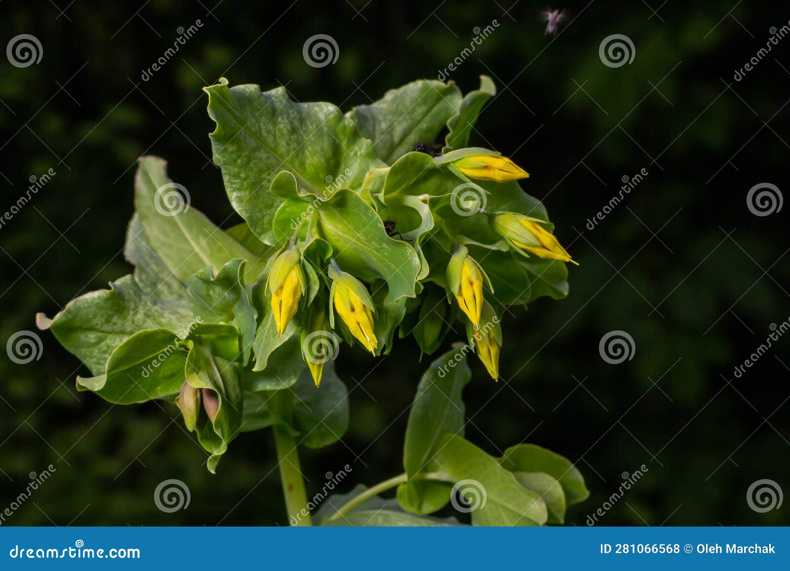 In Spring, Cerinthe Minor Grows in the Wild, Field Weed in the Grass ...