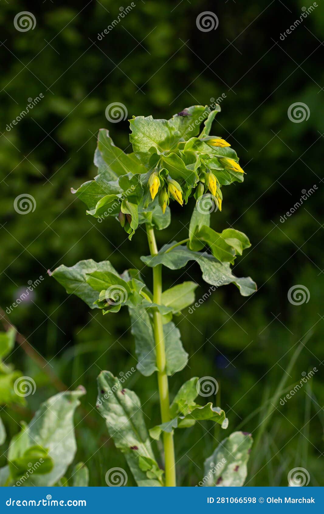 In Spring, Cerinthe Minor Grows in the Wild, Field Weed in the Grass ...