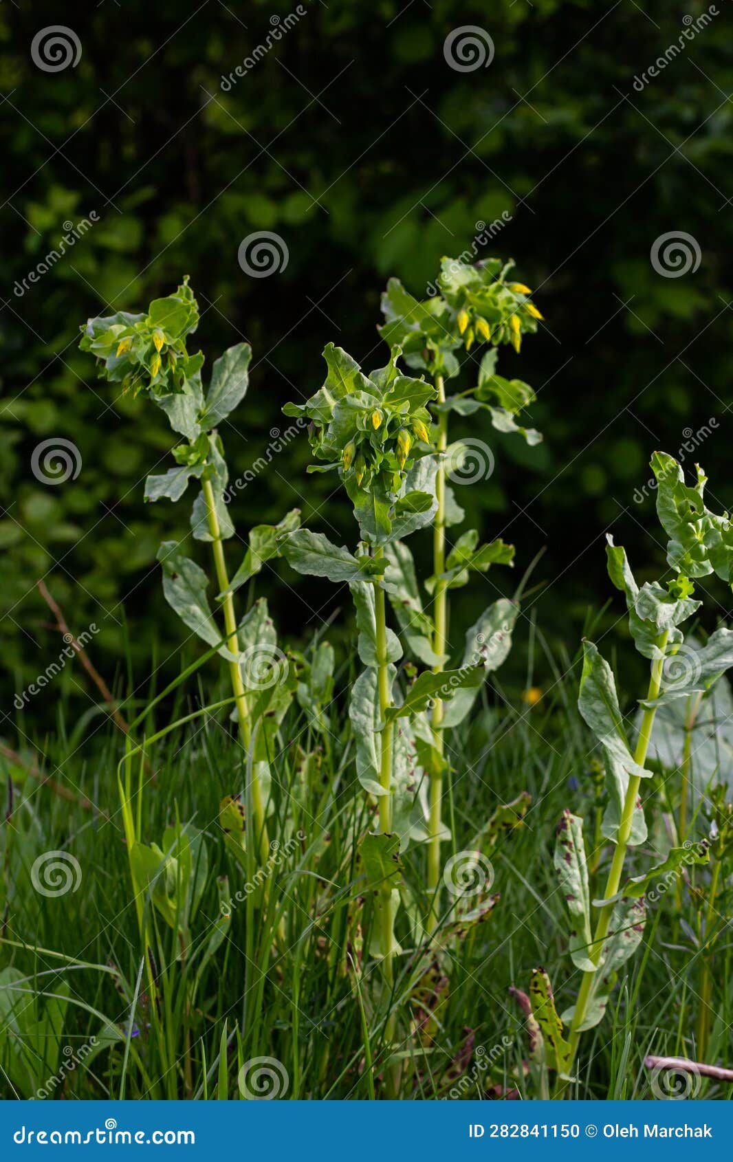 In Spring, Cerinthe Minor Grows in the Wild, Field Weed in the Grass ...