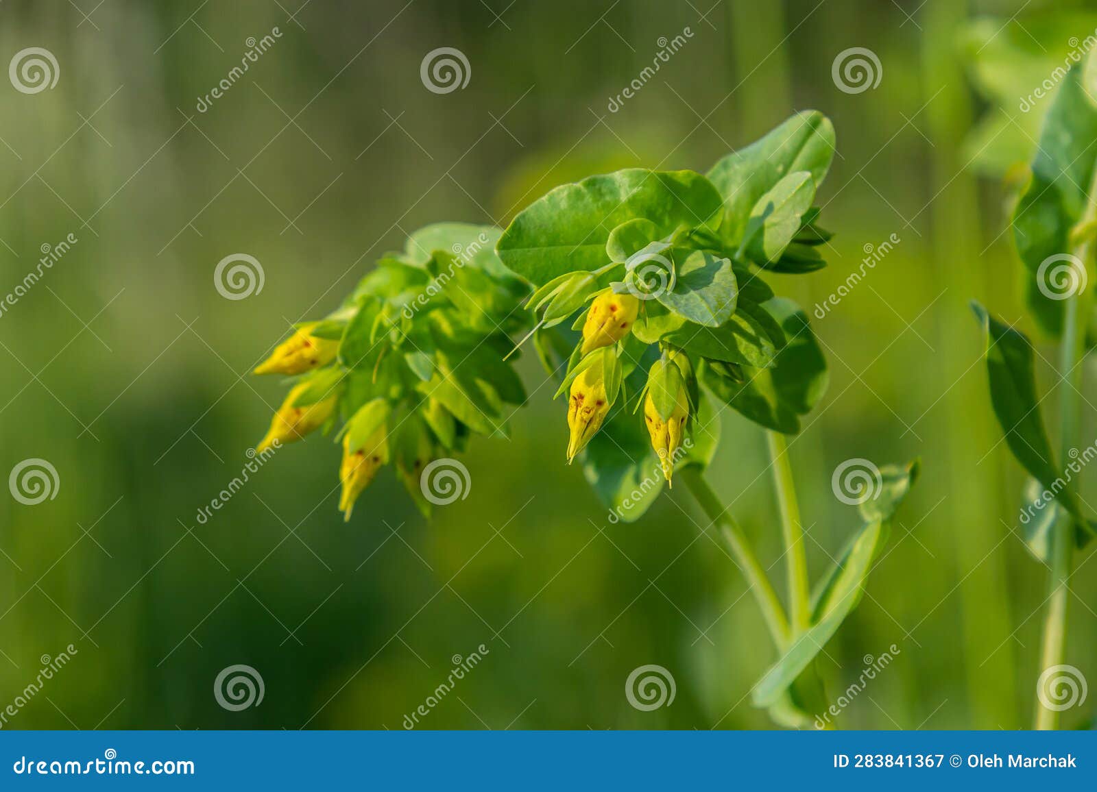 In Spring, Cerinthe Minor Grows in the Wild, Field Weed in the Grass ...