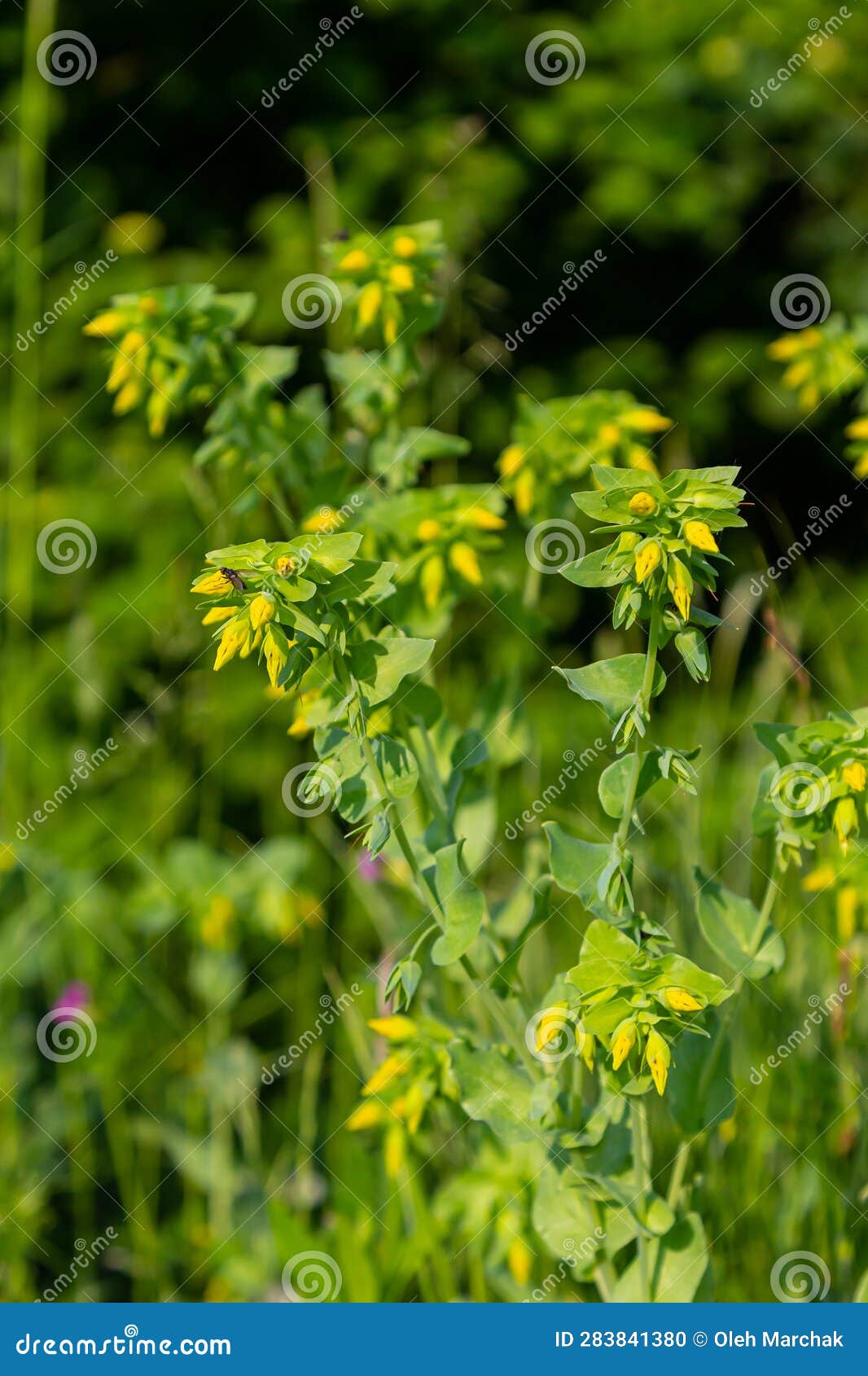 In Spring, Cerinthe Minor Grows in the Wild, Field Weed in the Grass ...