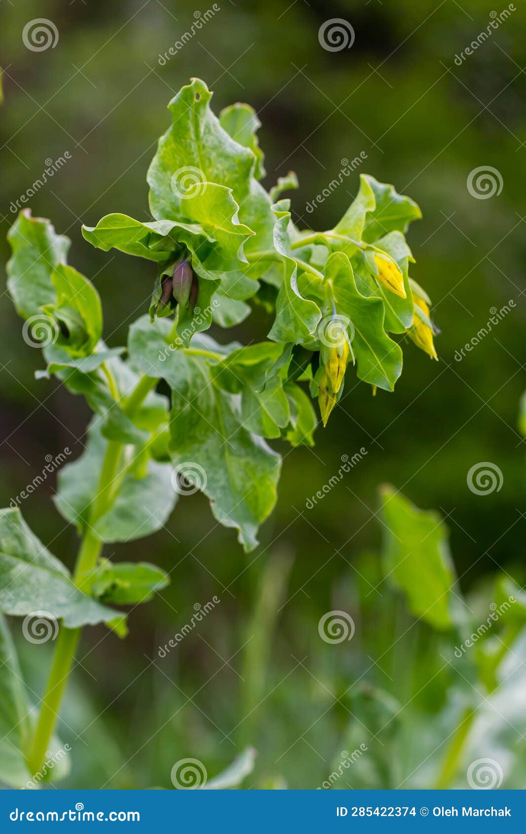 In Spring, Cerinthe Minor Grows in the Wild, Field Weed in the Grass ...