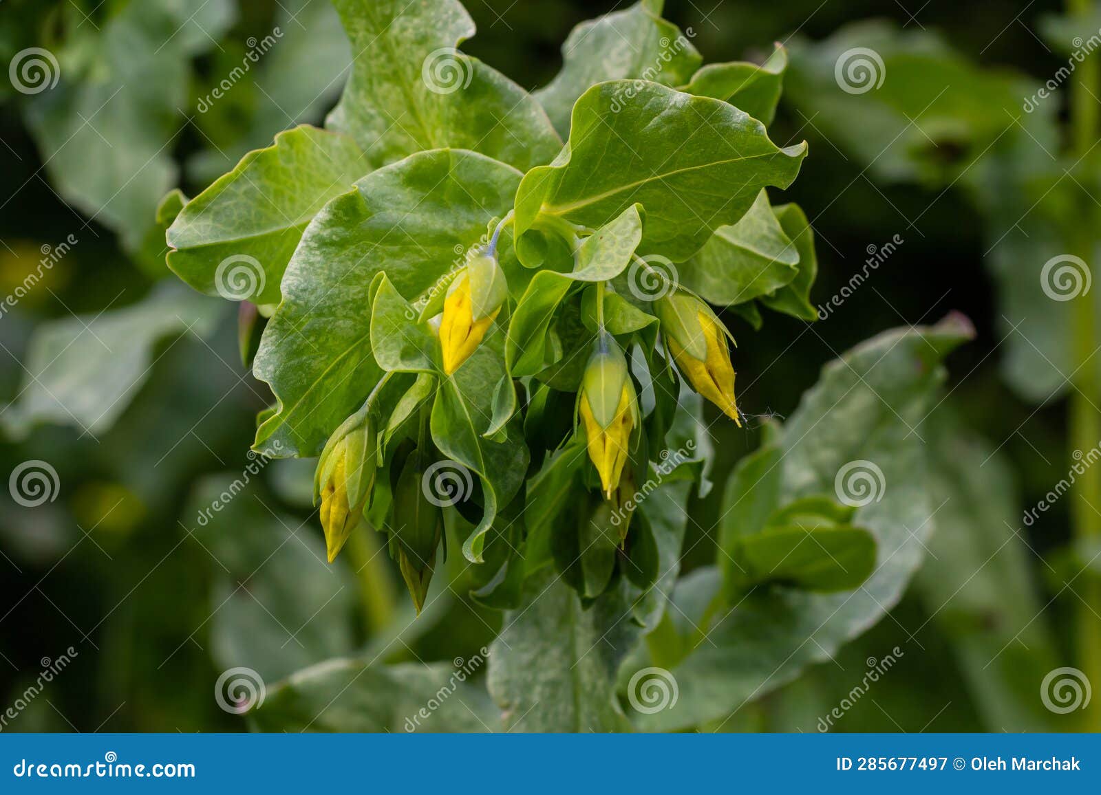 In Spring, Cerinthe Minor Grows in the Wild, Field Weed in the Grass ...