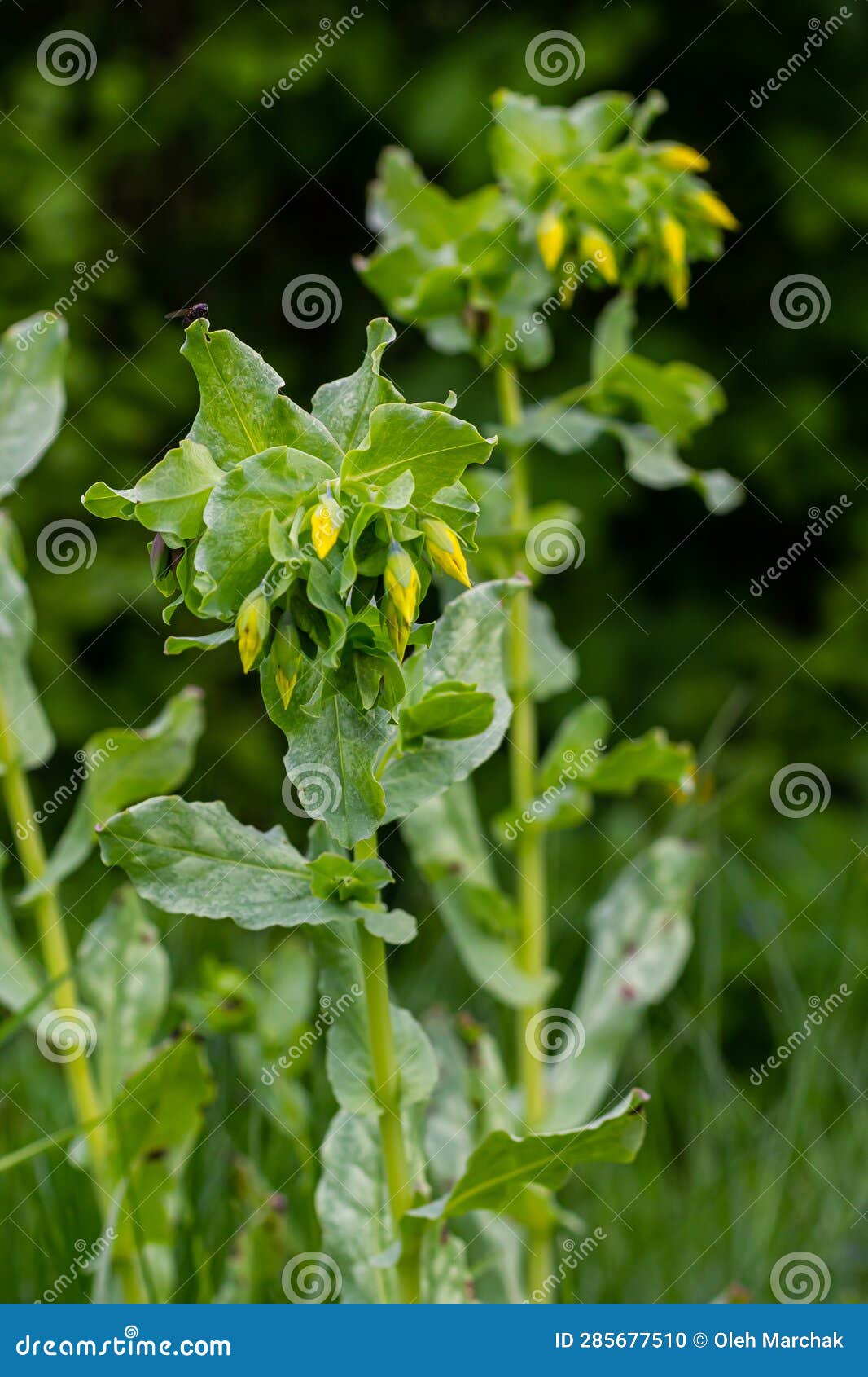 In Spring, Cerinthe Minor Grows in the Wild, Field Weed in the Grass ...