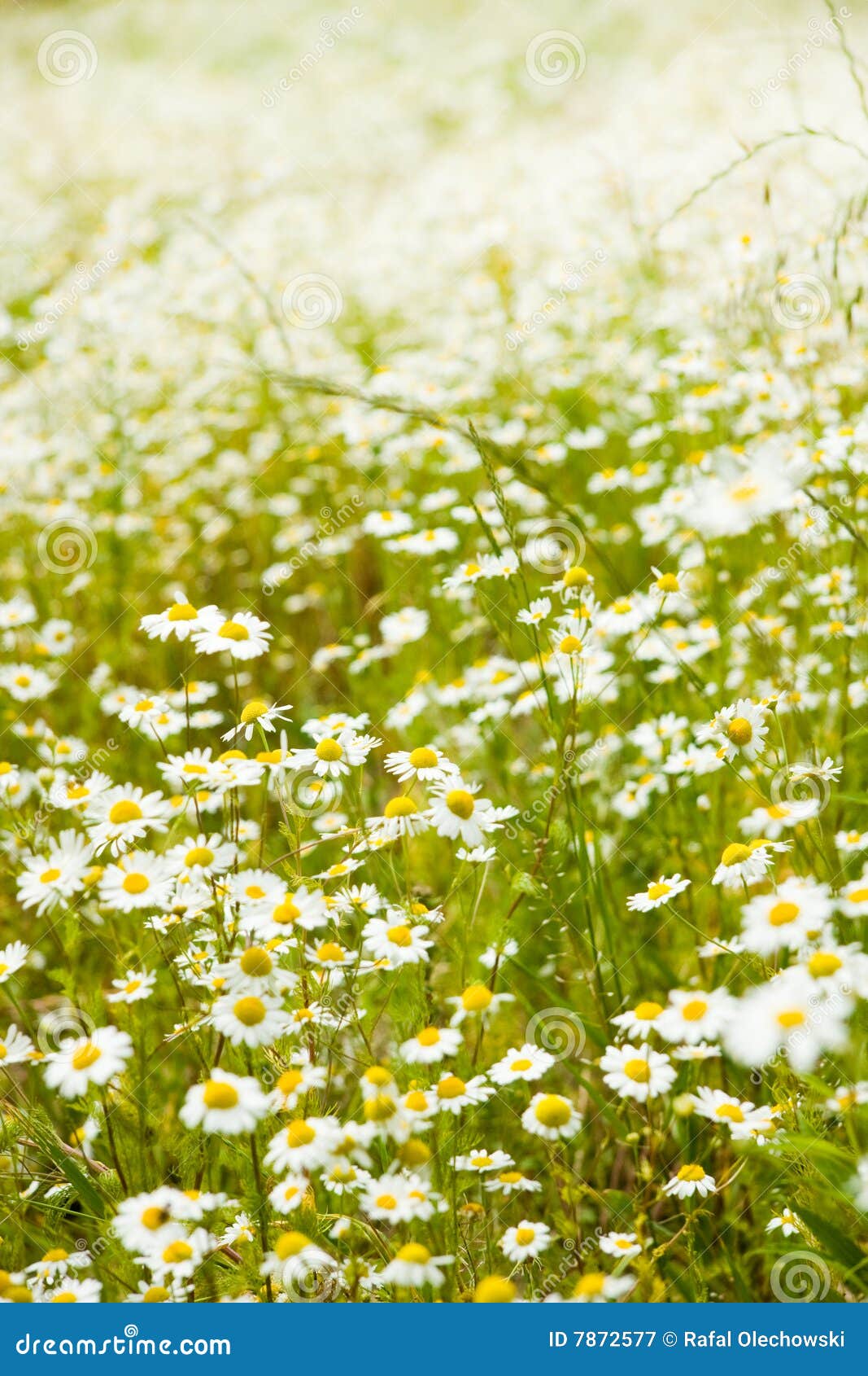 Spring chamomile field stock image. Image of landscape - 7872577