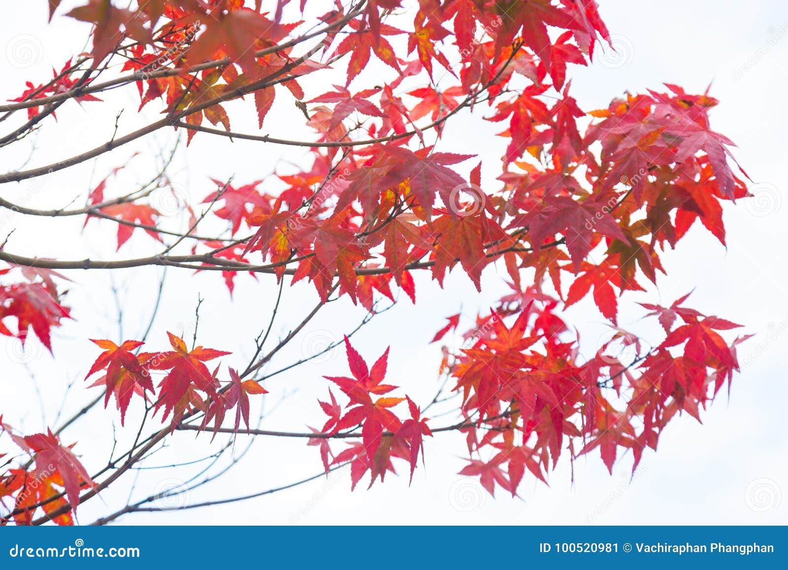 Spring change color stock image. Image of foliage, green - 100520981