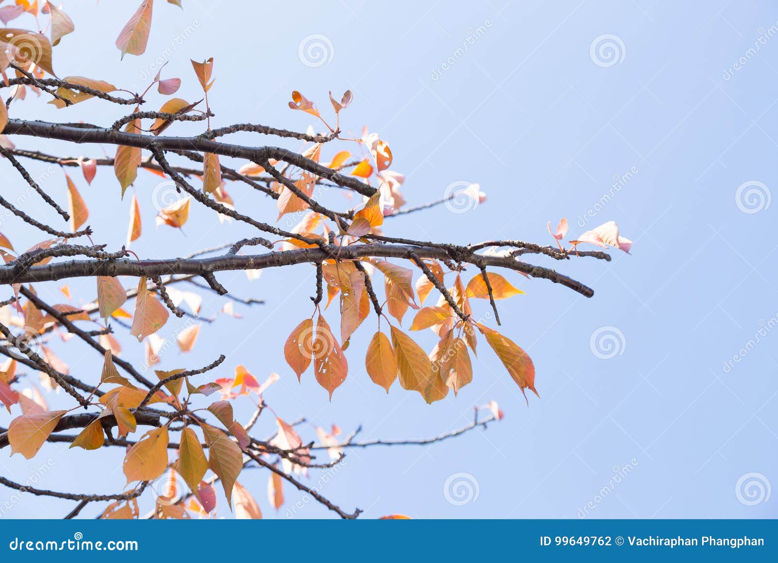 Spring change color stock photo. Image of texture, light - 99649762