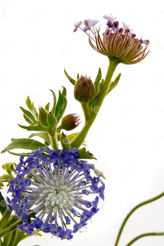 Spring Changes stock image. Image of floral, green, park - 521023