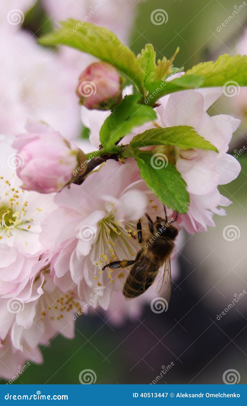 Spring cherries stock image. Image of pink, flowers, blossoming - 40513447