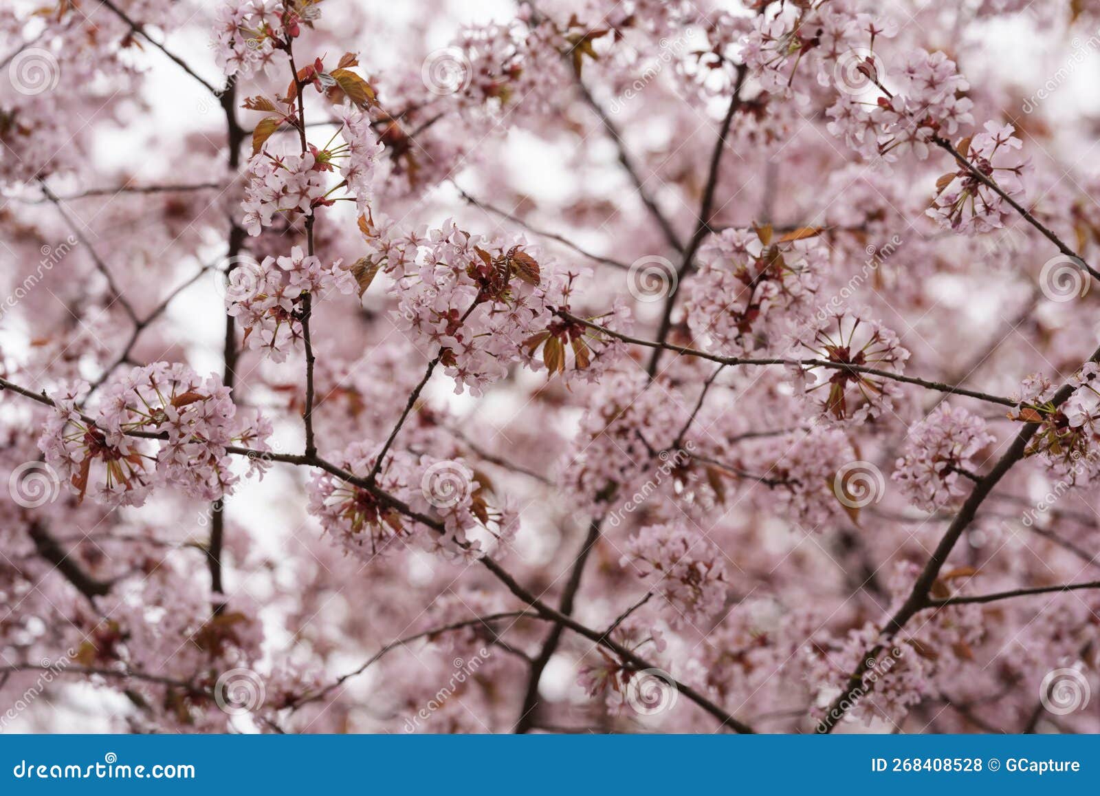 Spring Cherry Blossom Background Closeup Stock Photo - Image of ...
