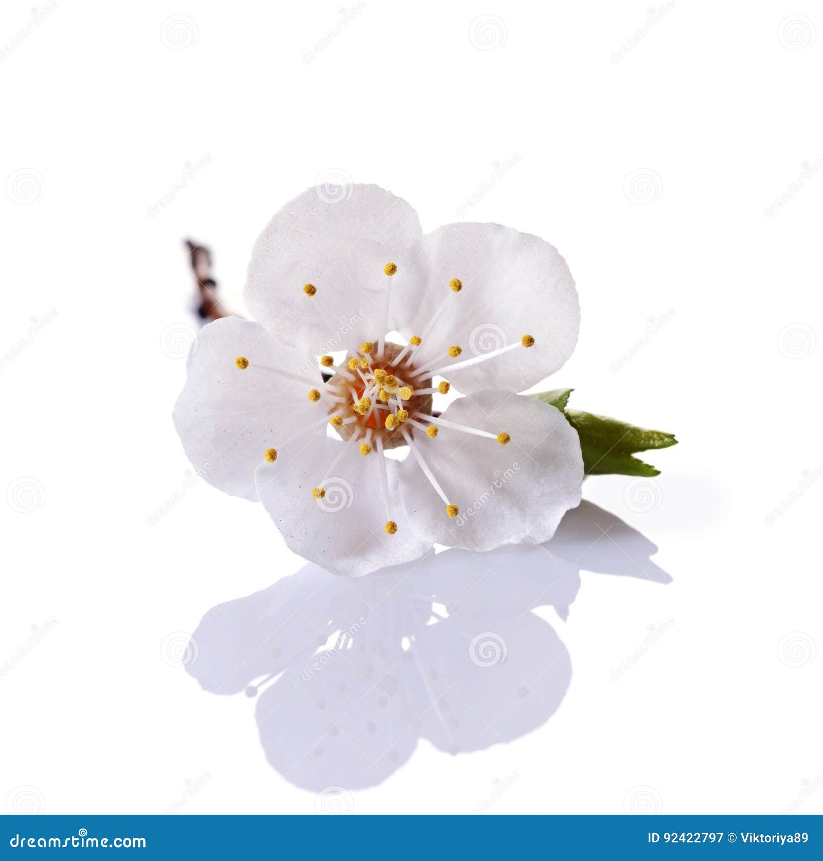 Spring Cherry Blossom Branch with Single White Flower Stock Image ...