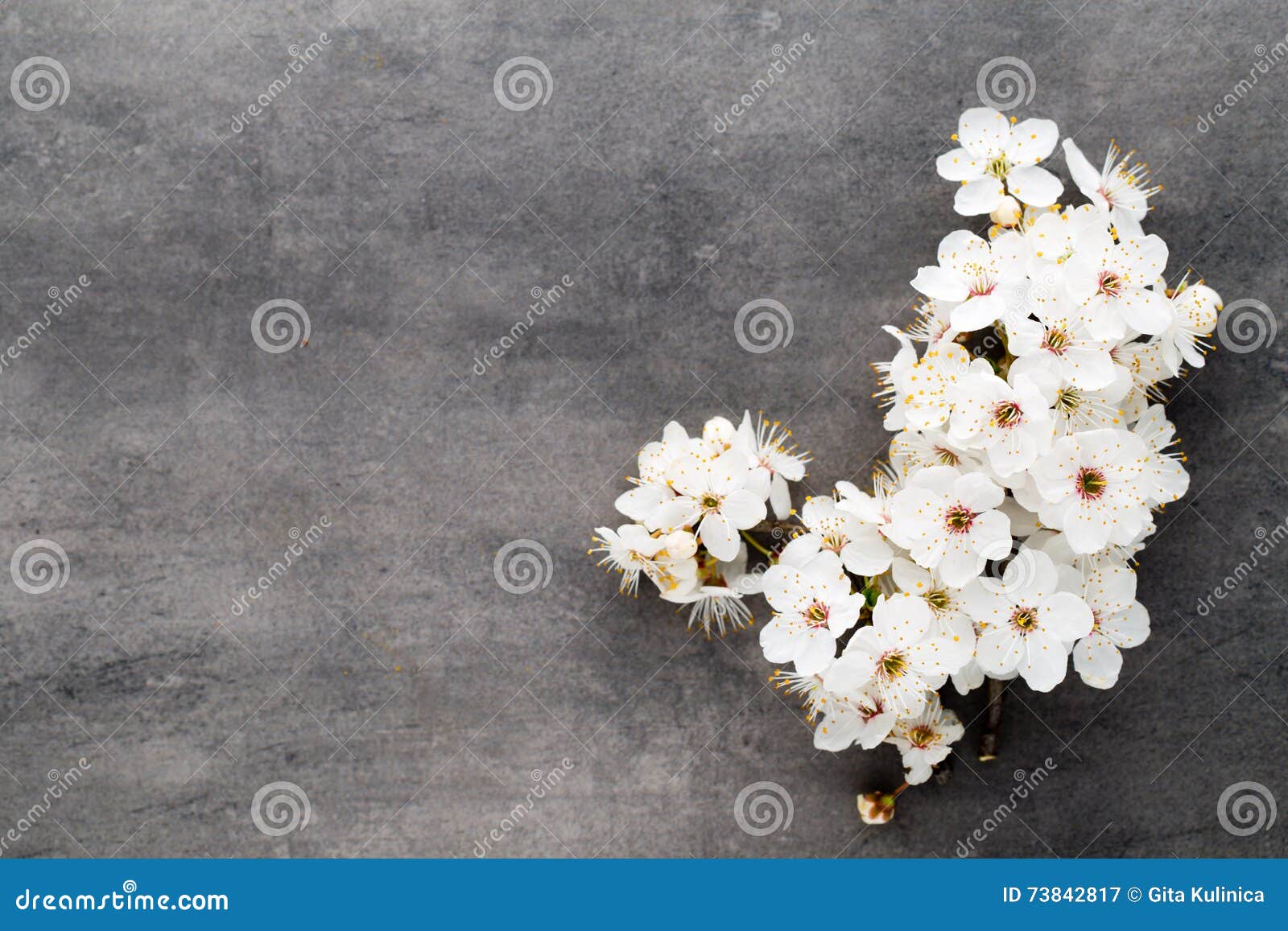Spring Cherry Blossom Gray Background Stock Photos - Download 785 ...