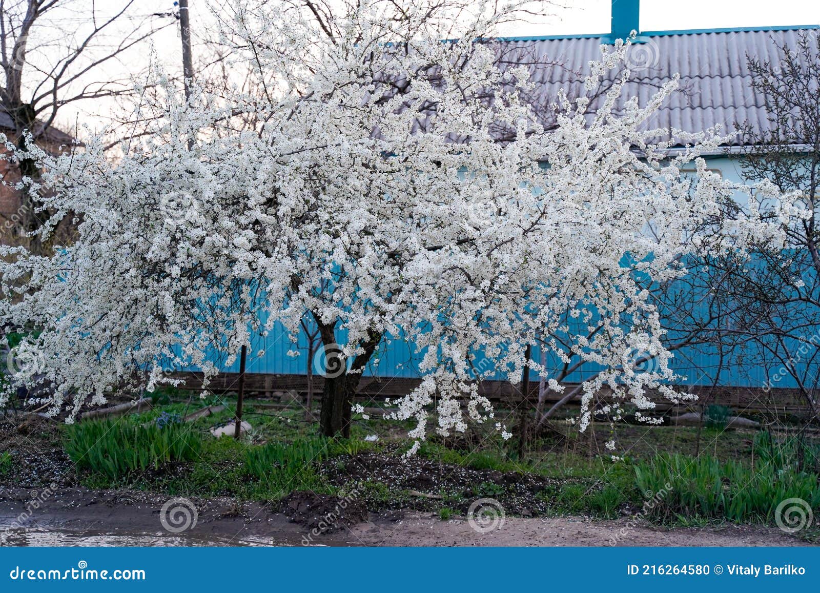 Spring Cherry Blossom Tree. a Pleasant Aroma from Budding Buds Stock ...