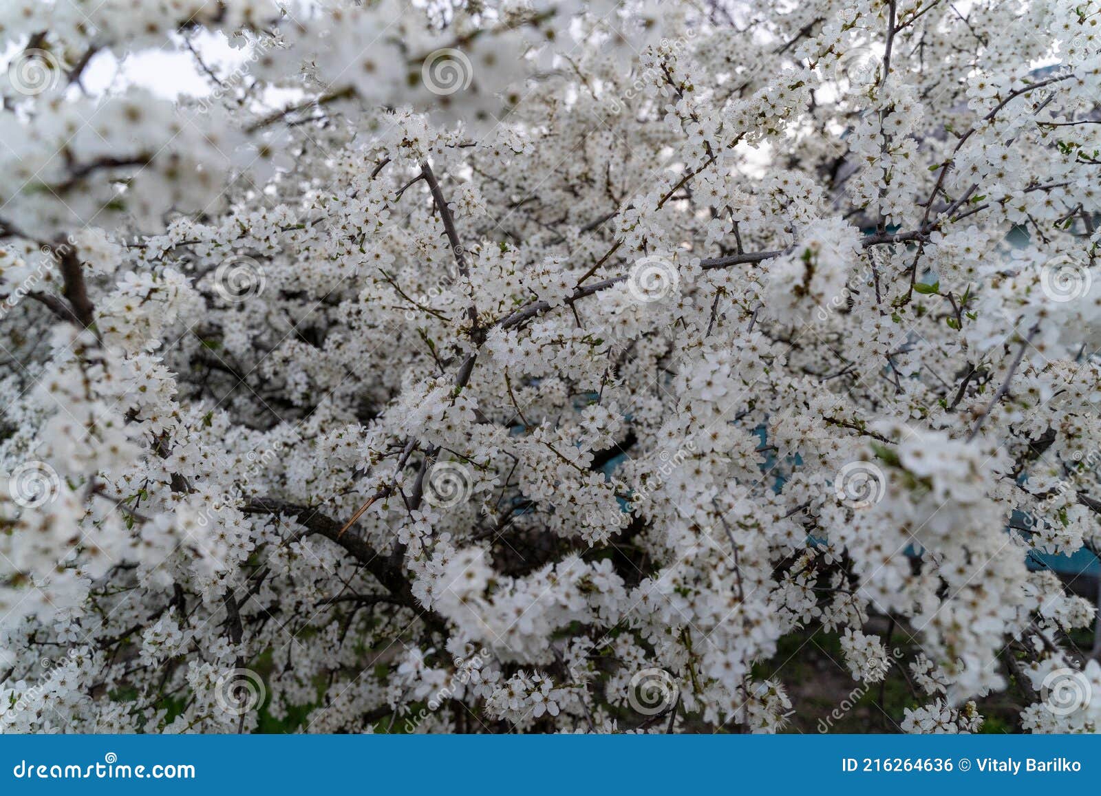 Spring Cherry Blossom Tree. a Pleasant Aroma from Budding Buds Stock ...