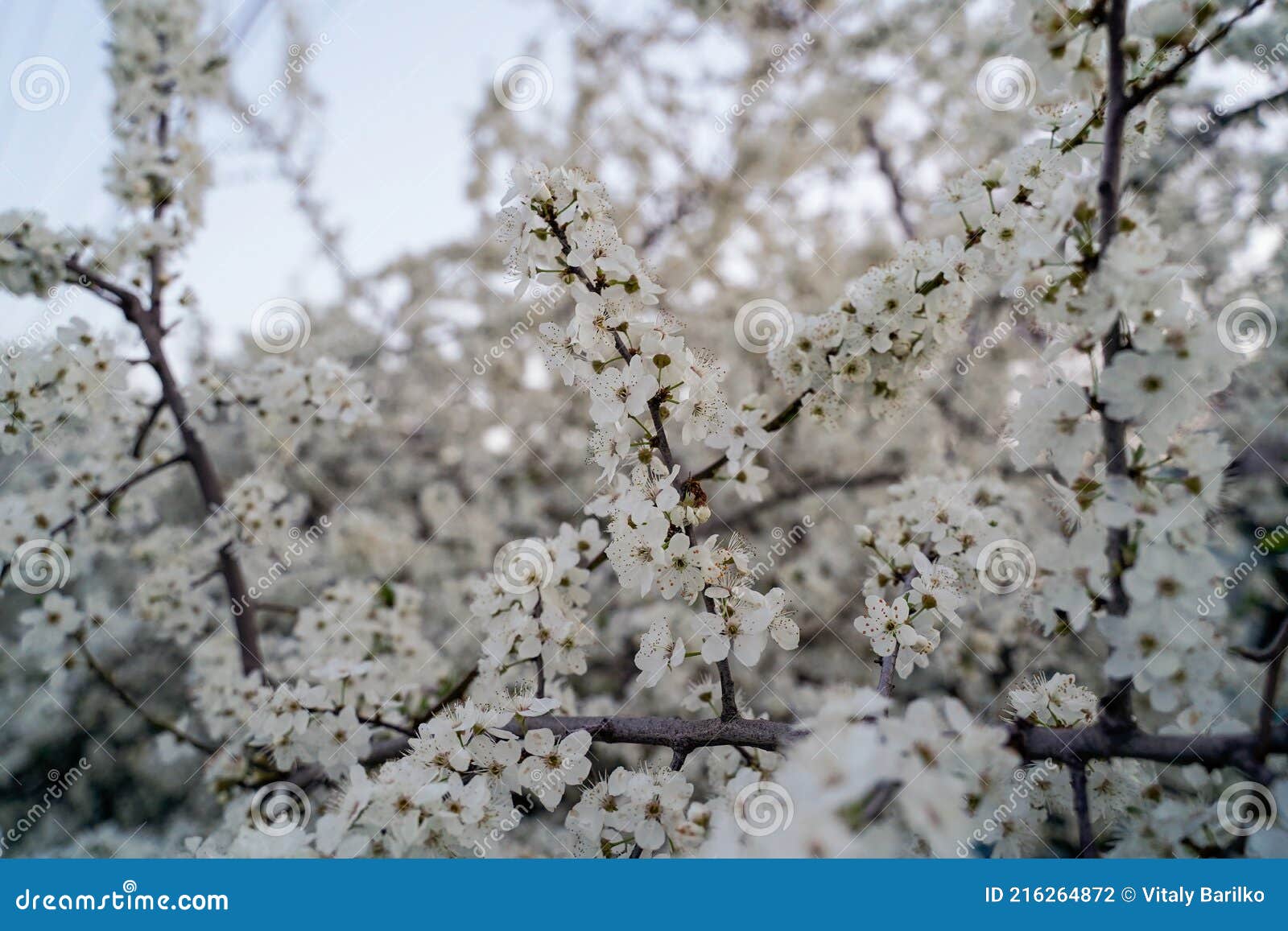 Spring Cherry Blossom Tree. a Pleasant Aroma from Budding Buds Stock ...