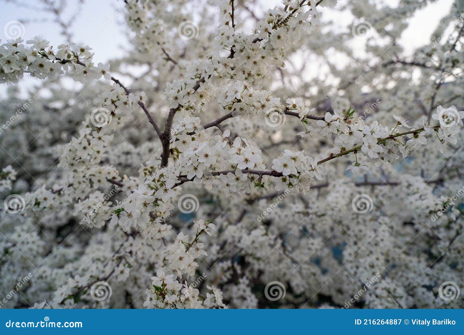 Spring Cherry Blossom Tree. a Pleasant Aroma from Budding Buds Stock ...