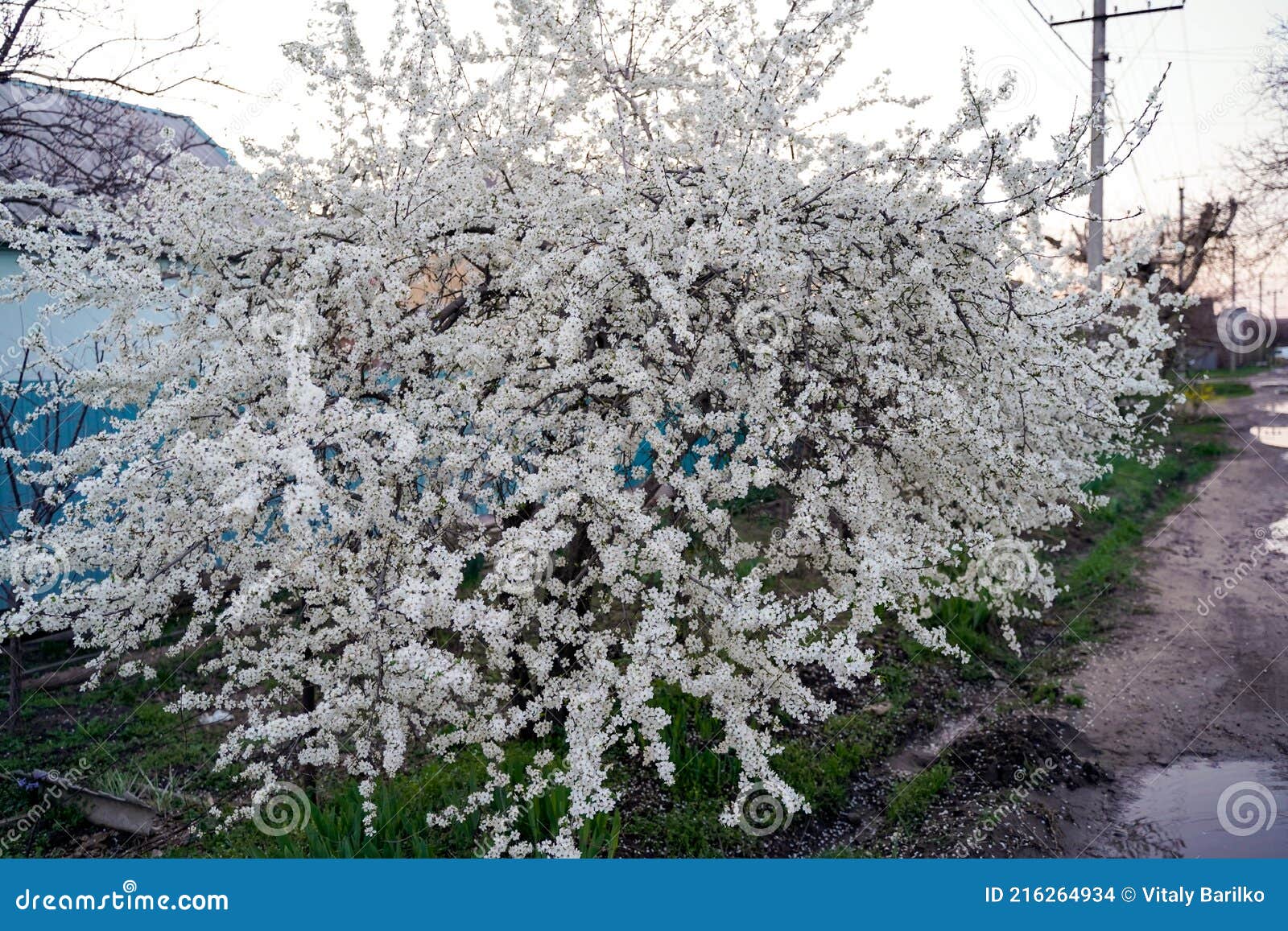 Spring Cherry Blossom Tree. a Pleasant Aroma from Budding Buds Stock ...
