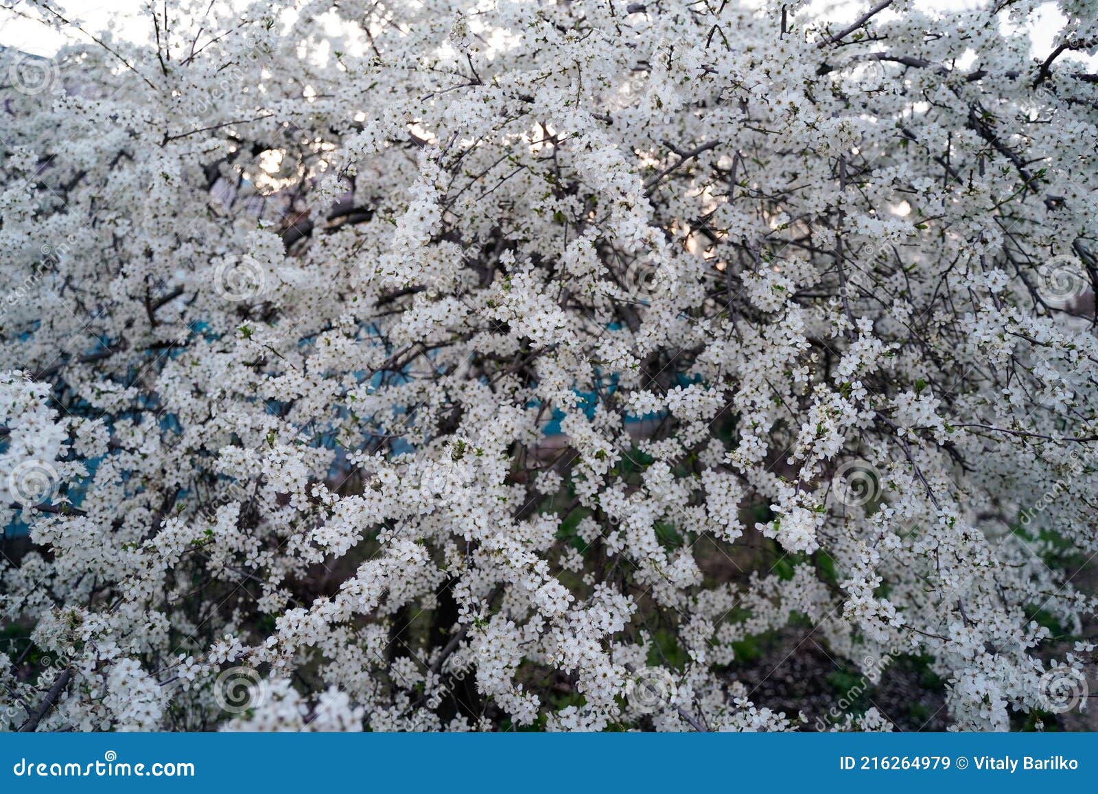 Spring Cherry Blossom Tree. a Pleasant Aroma from Budding Buds Stock ...