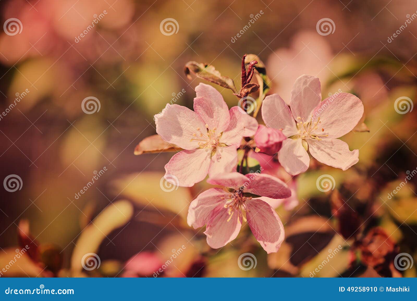 Spring Cherry Blossom Vintage Background in Pastel Tones Stock Photo ...