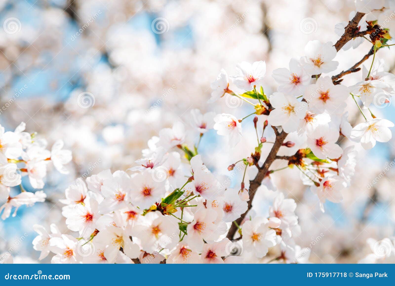 Spring Cherry Blossoms Background Stock Photo - Image of april, bright ...
