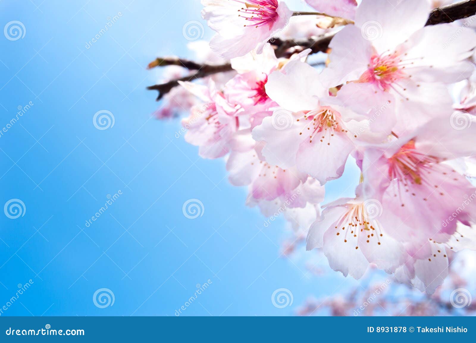 2,572 White Flo Stock Photos - Free & Royalty-Free Stock Photos from ...