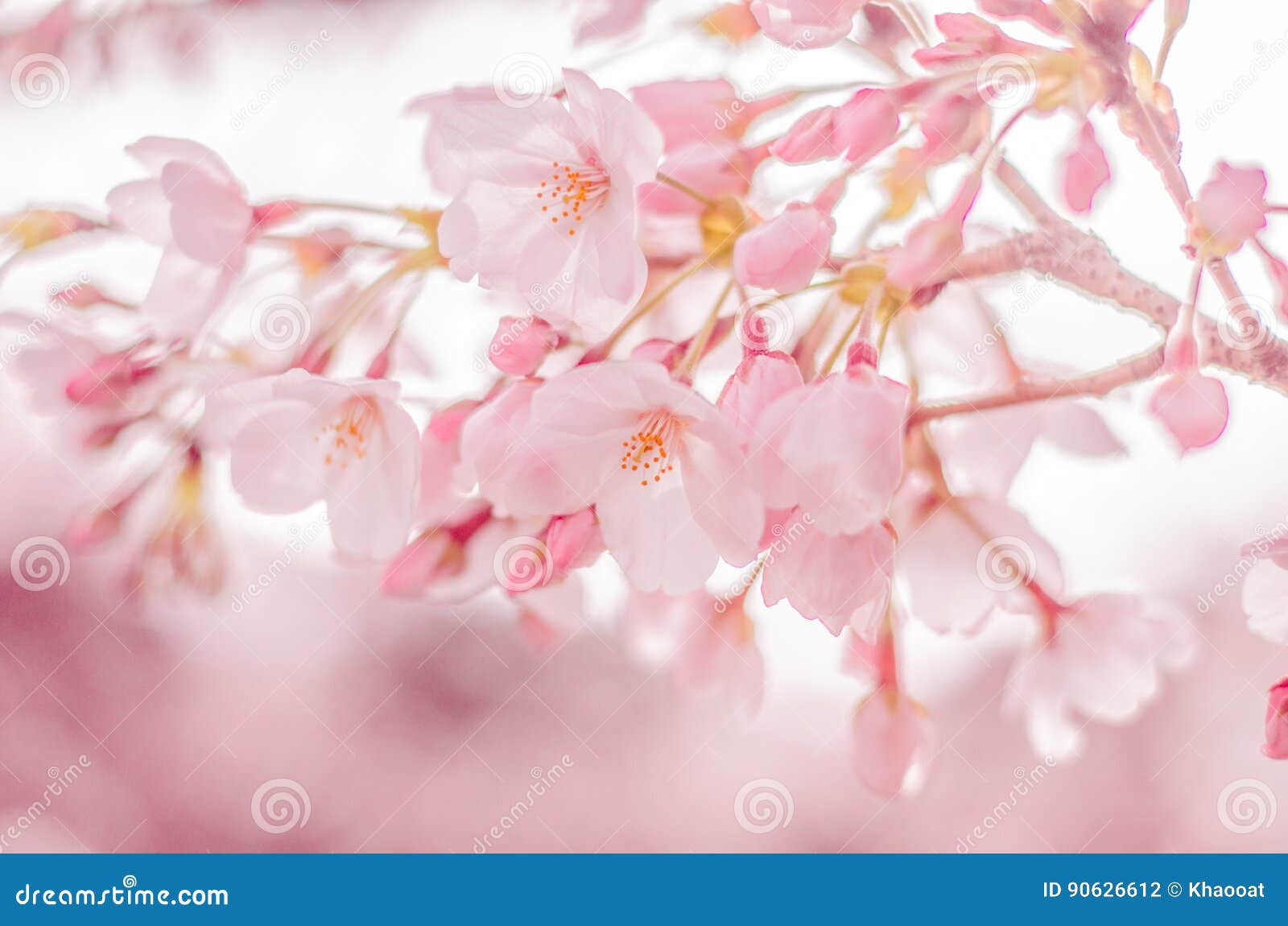 Spring Cherry Blossoms in Japan Stock Photo - Image of flower ...