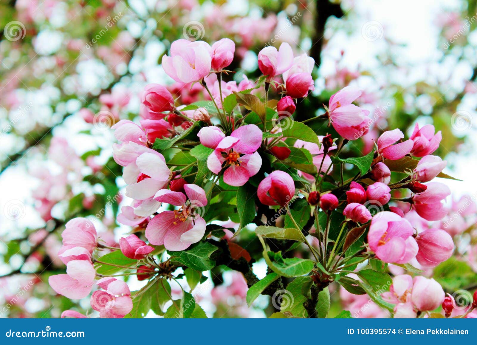 Spring Cherry blossoms stock photo. Image of floral - 100395574