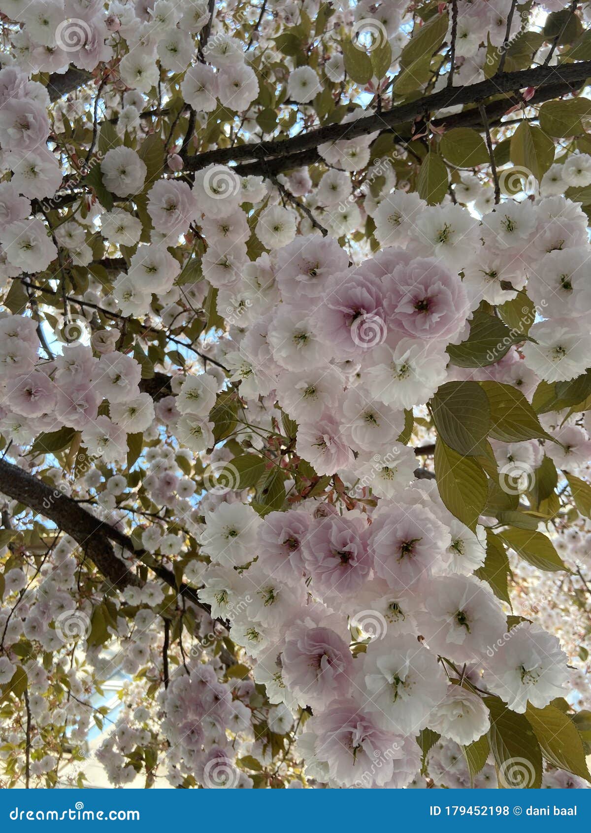 Spring stock photo. Image of blossoms, roses, trees - 179452198