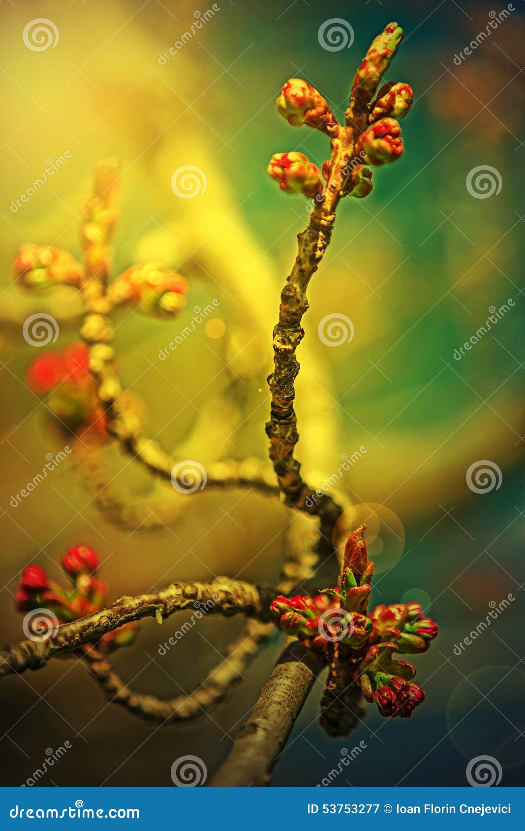 Spring Cherry Bud in Sunset Light 1 Stock Image - Image of detail ...