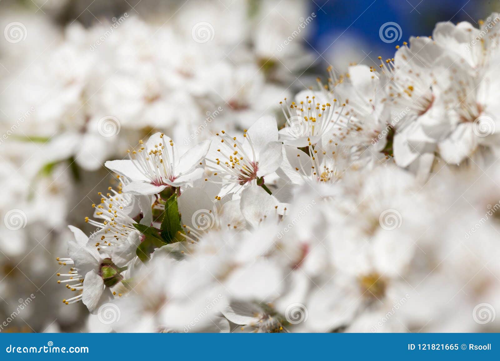 Spring cherry stock image. Image of floral, color, features - 121821665