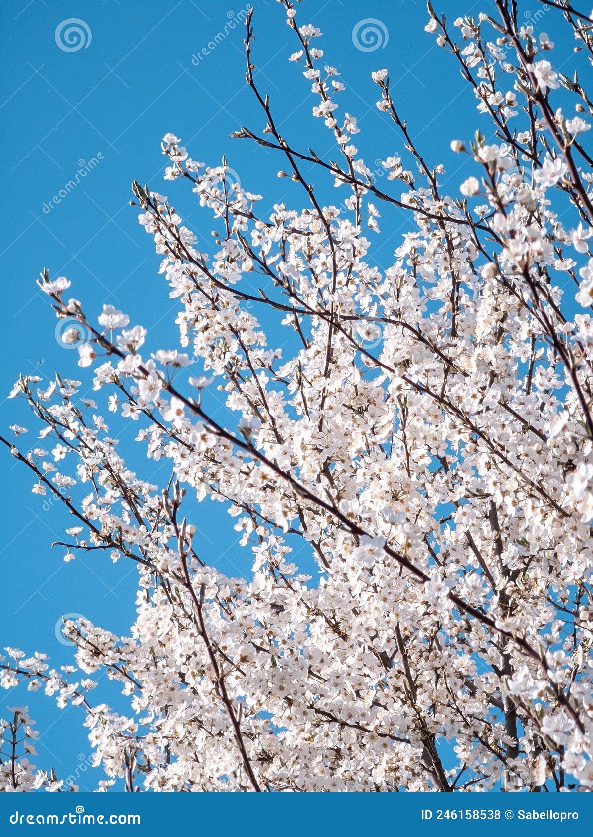 Spring Cherry Plum Blossom. White Flowers of Blomming Trees on Blue Sky ...