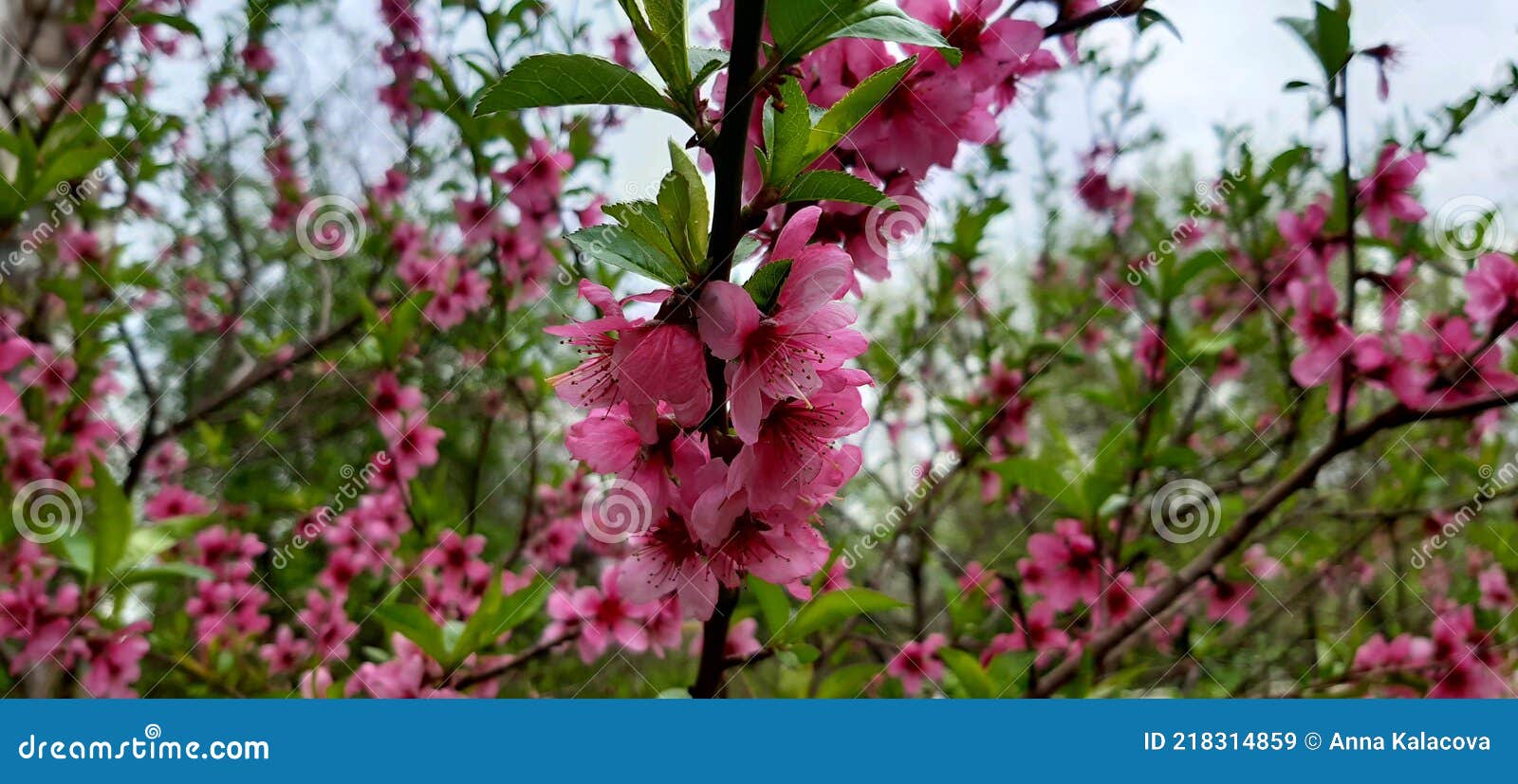 Spring, cherry, sachira stock image. Image of branch - 218314859