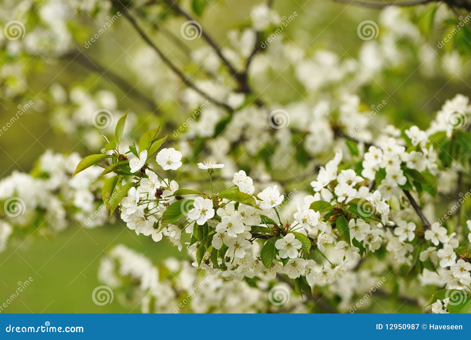Spring cherry tree stock image. Image of outdoor, background - 12950987