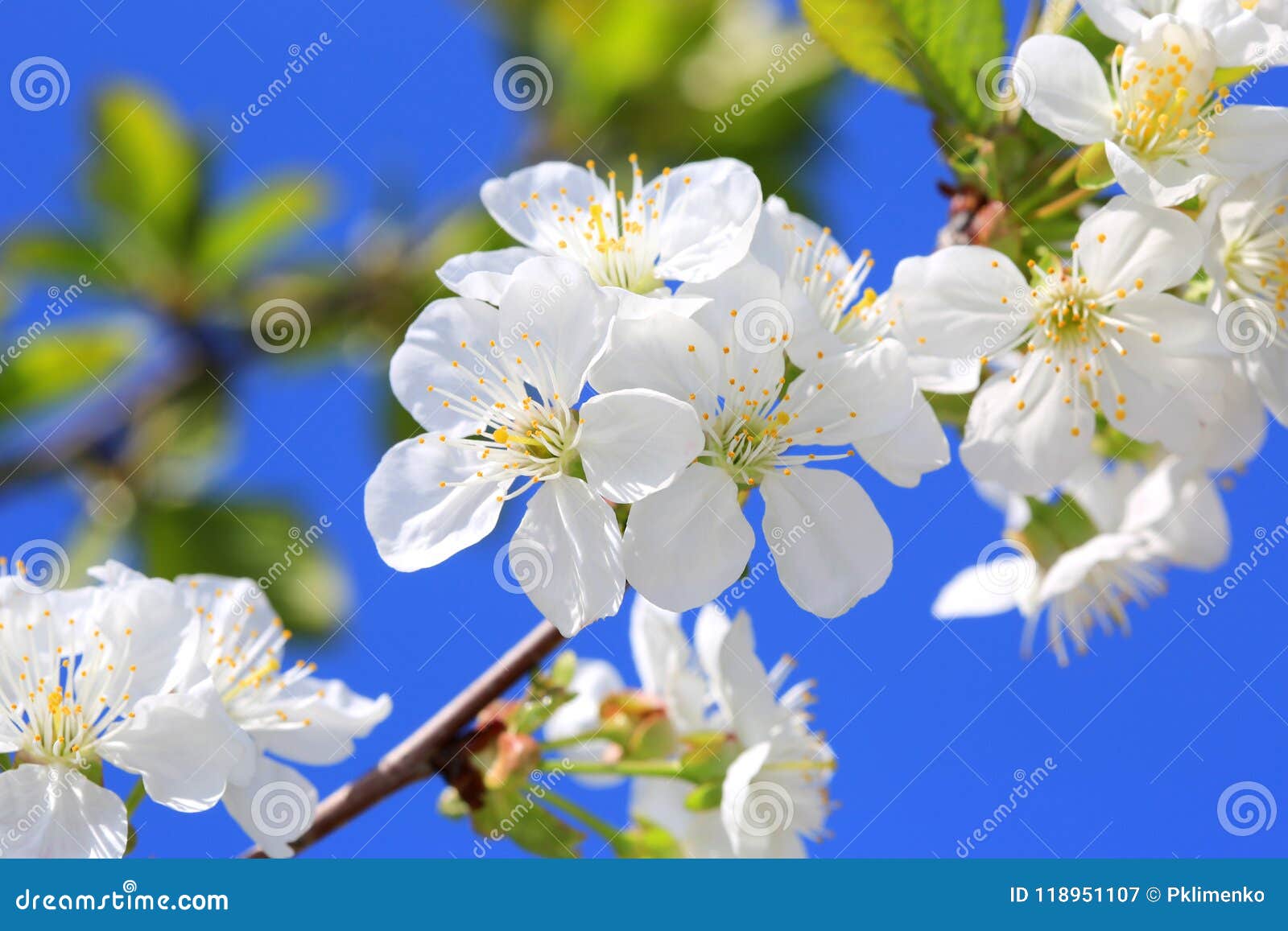 Spring Cherry Tree Blooming Stock Image - Image of natural, closeup ...