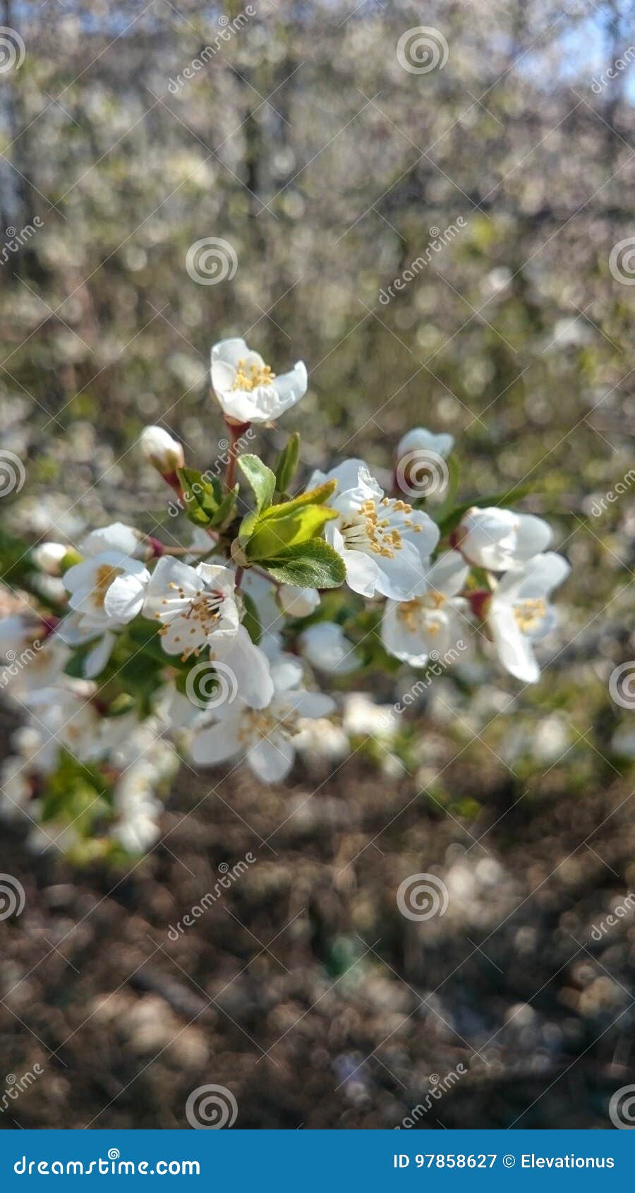 Spring cherry twig stock image. Image of cherry, spring - 97858627