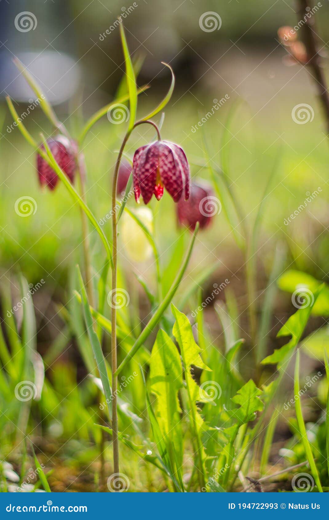 Spring Chess Flower in the Grass Stock Image - Image of card, chess ...