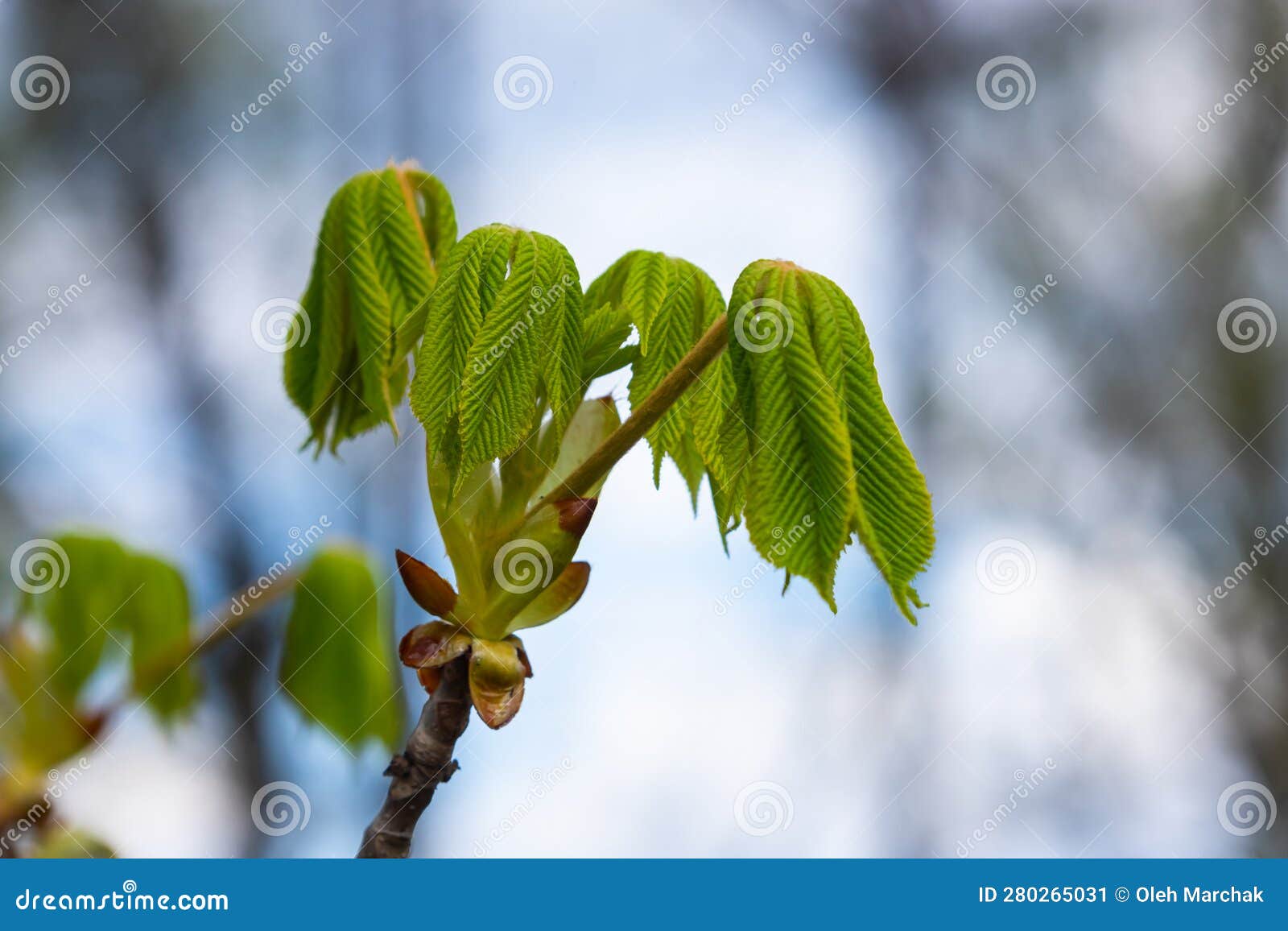 Spring Chestnut Branch with New Leaves on Blurred Background Close-up ...