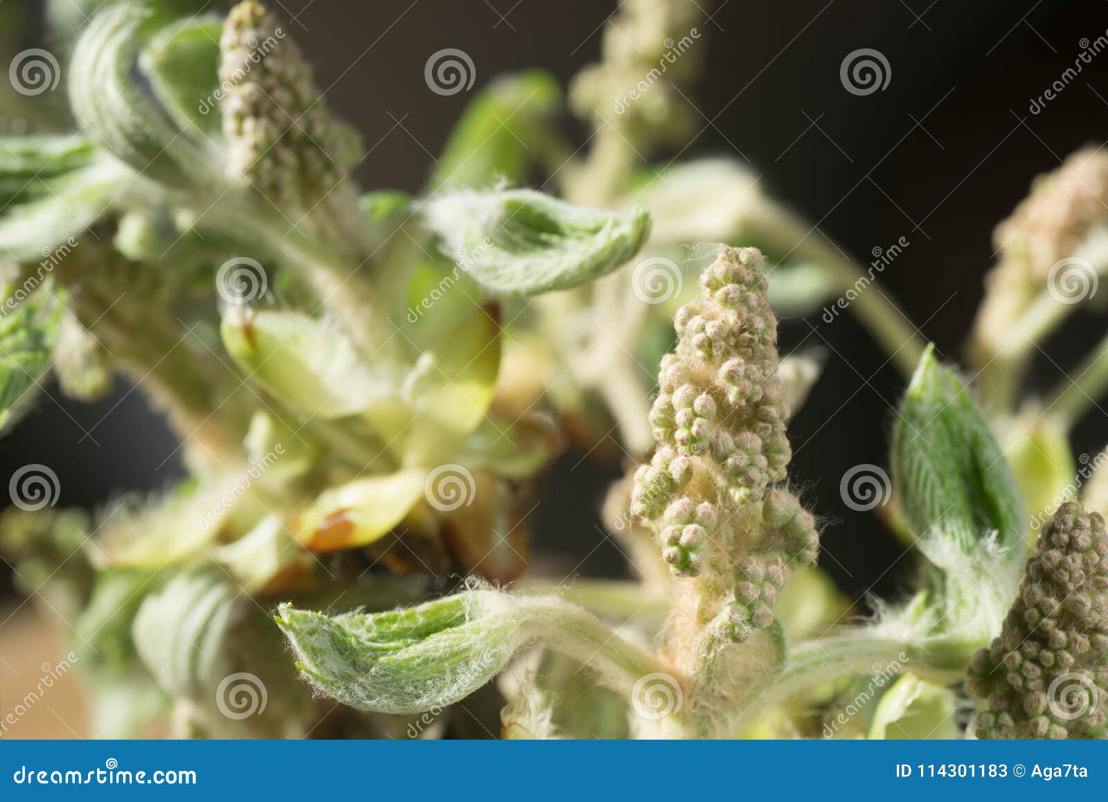 Spring Chestnut Tree Bud Macro Stock Image - Image of garden, blooming ...