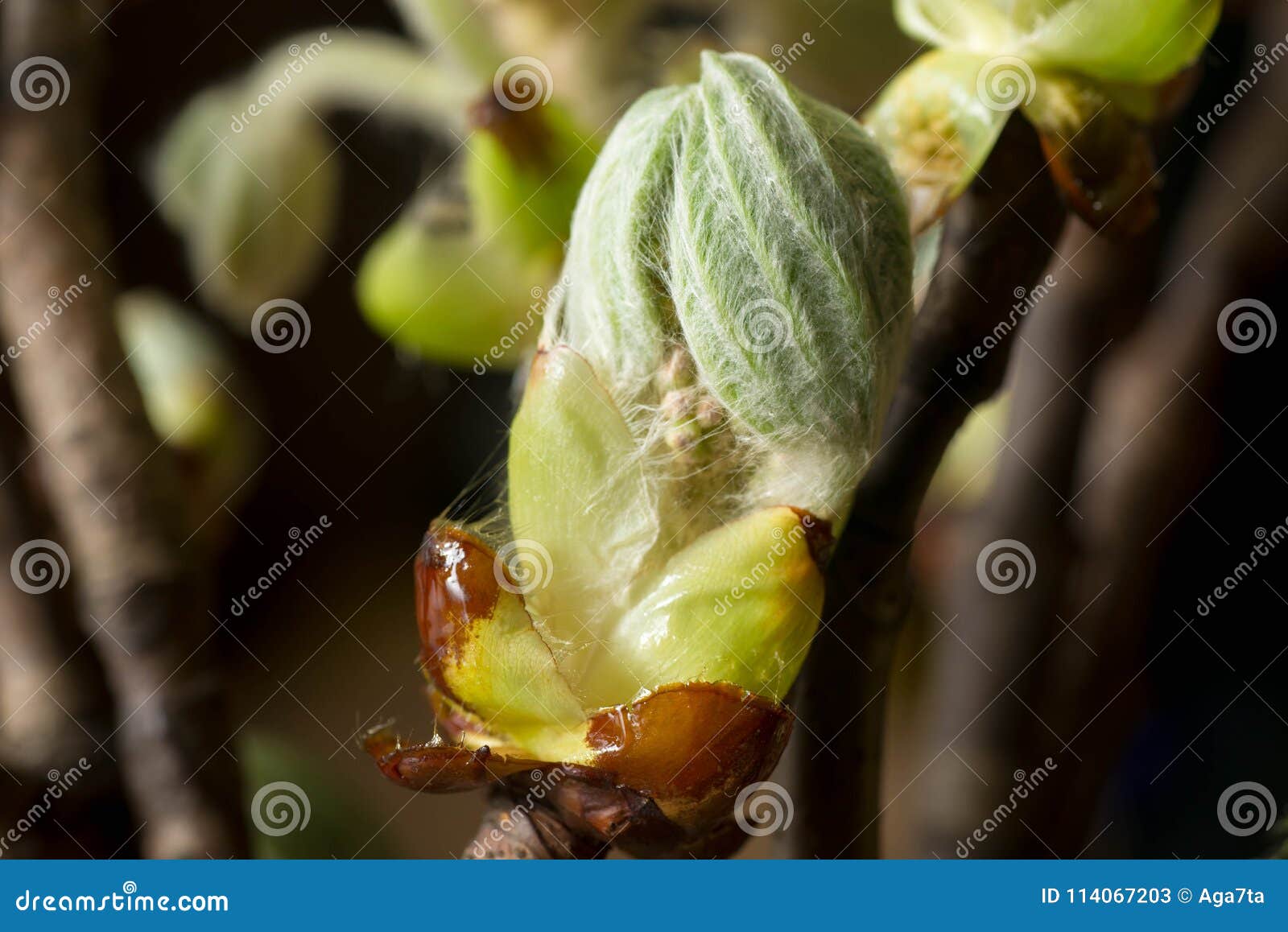 Spring Chestnut Tree Bud Macro Stock Image - Image of background, grow ...
