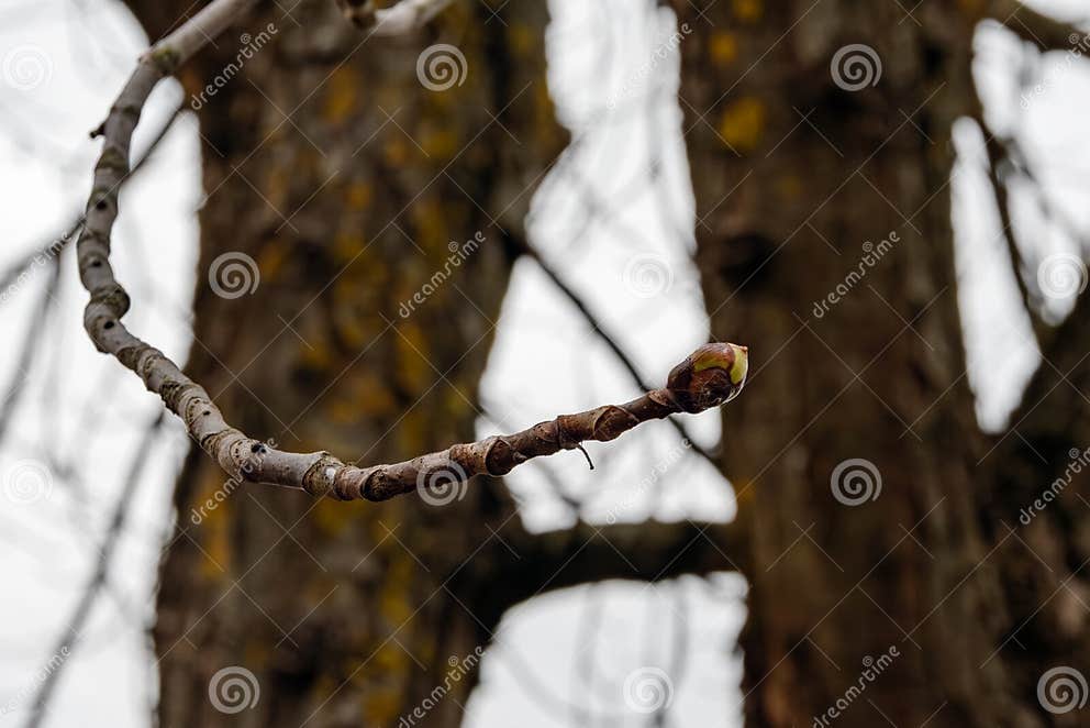 Spring Chestnut Branch with Opening Apical Bud Stock Photo - Image of ...