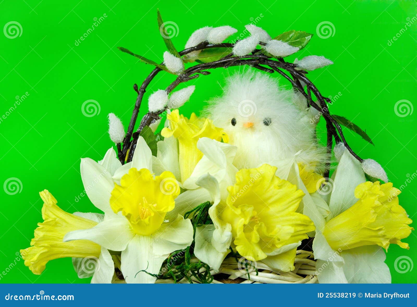 Spring chick in daffodil stock image. Image of uniqueness - 25538219